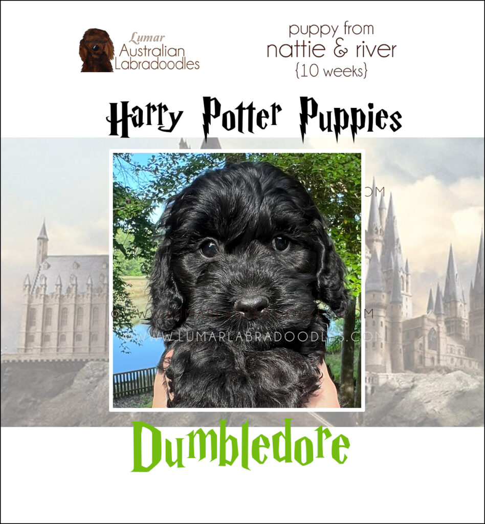 Available Now Archives - Lumar Labradoodles