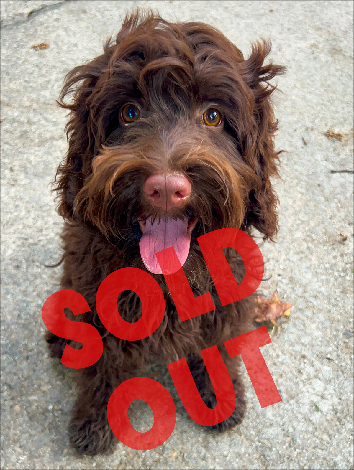 Lily Potter - Lumar Labradoodles